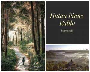 10 Destinasi Wisata Hutan Pinus yang Mengagumkan!