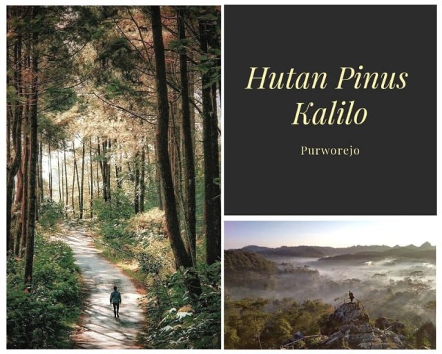10 Destinasi Wisata Hutan Pinus yang Mengagumkan!
